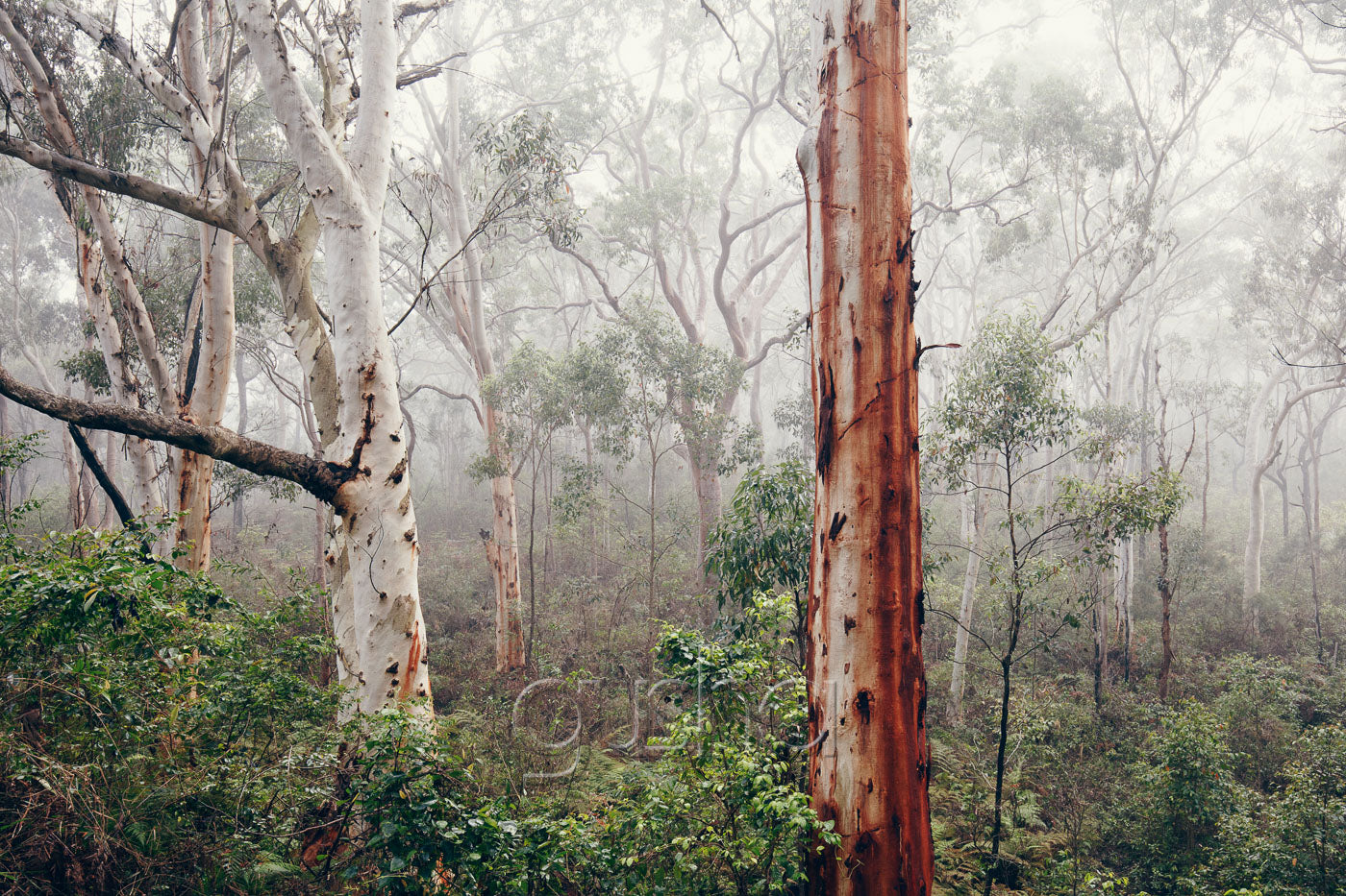 Fernleigh Track photo NE4174 – Gusha